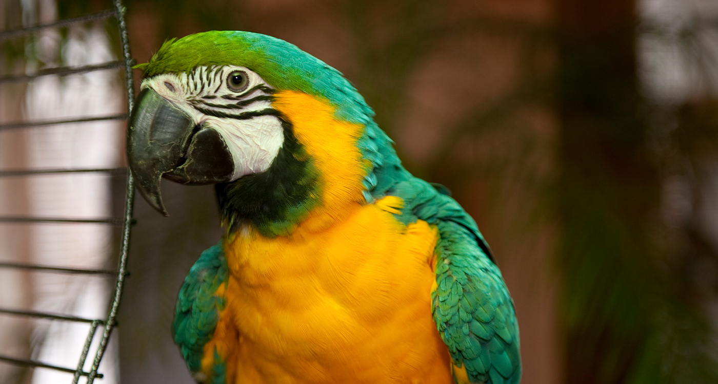 Dame Judi Dench says 'everybody should have parrots' despite hers ...