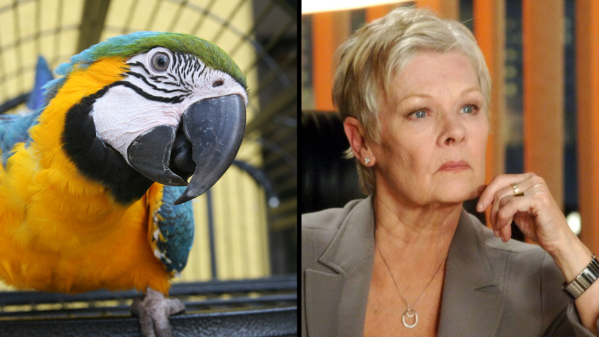 Dame Judi Dench says 'everybody should have parrots' despite hers ...