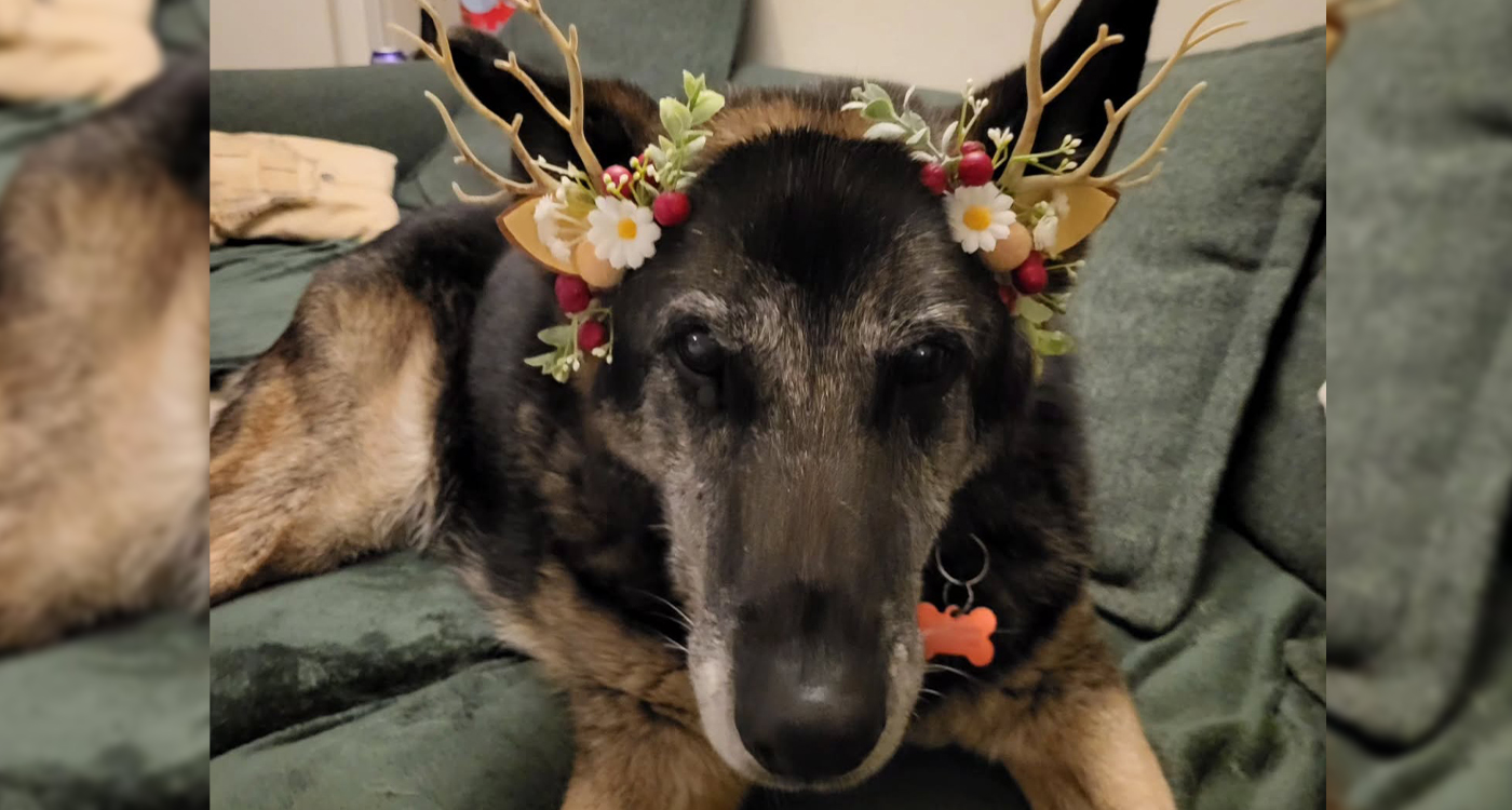 Dog who played 'Brandy' alongside Ricky Gervais in Afterlife Netflix ...