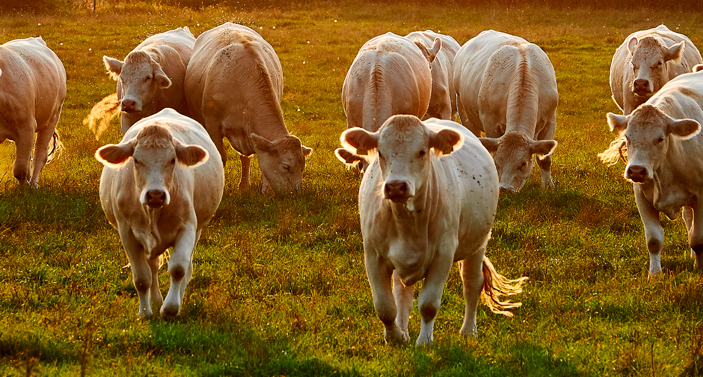 British actress Kate Winslet reveals her genuine fear of cows over ...